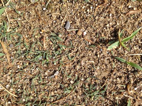What Does Grass Seed Look Like When It Sprouts At Hugo Jenyns Blog