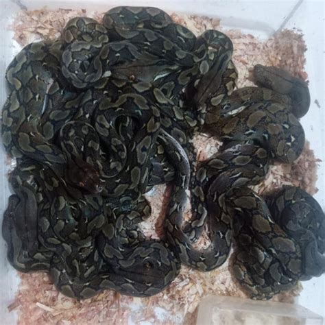 Jual Reticulatus Python Kota Tangerang Seanan Anane Tokopedia