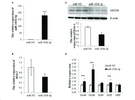Mir 181b 5p Overexpression Influences The Expression Of Mstnb And Its