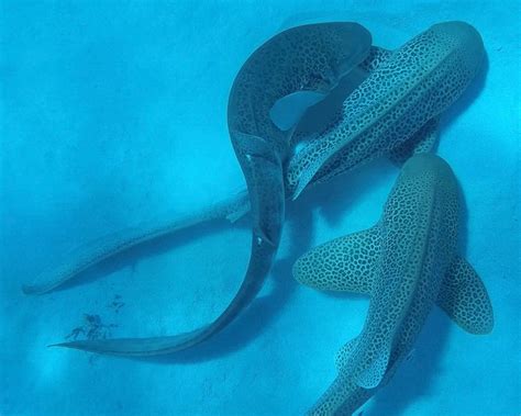 Shark Mating Process