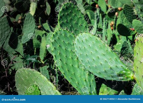 Prickly Prickly Pear Indian Growing In The Negev Desert Close Up Stock