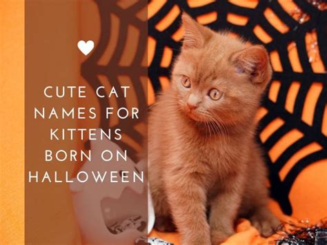 420 Halloween Cat Names A Hauntingly Fun Collection