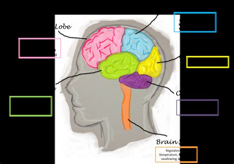 Nervous System Brandon Perez Anatomy And Physiology Final