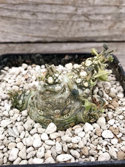 SHPR9632 Dorstenia aff. crispa LAV 10341 – Cactus-online