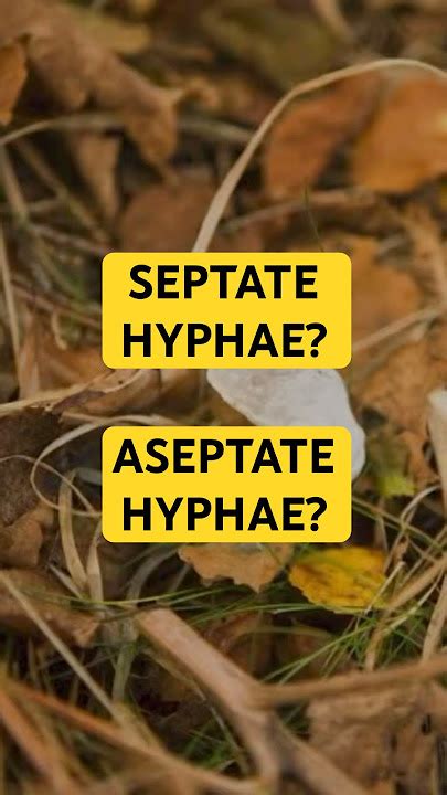 Difference Between Septate And Aseptate Hyphae Compare Zygomycosis