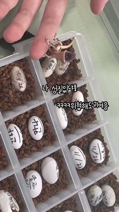 갓태어난게코 운좋게 보고왔어요 게코스토리 Youtube