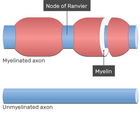 Nodes Of Ranvier