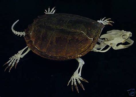 Snapping Turtle Skeleton Reptile Skull Taxidermy 42129935