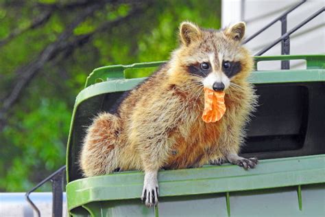 How To Raccoon Proof Your Garbage Can Pest Control Burlington