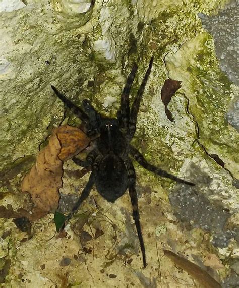 Female Tigrosa Aspersa Tiger Wolf Spider In Bluefield West Virginia