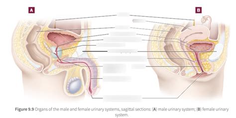 Organs Of The Male And Female Urinary Systems Sagittal Sections A Male Urinary System B