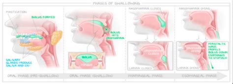 Lecture 27 Oral Cavity And Pterygopalatine Fossa Flashcards Quizlet