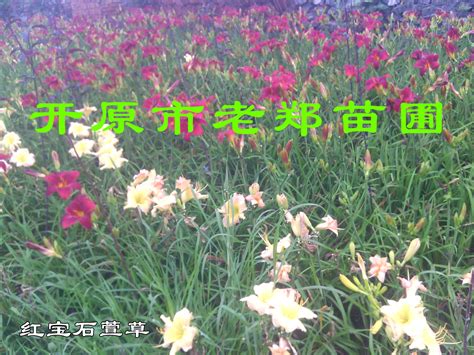 现苗 金娃娃萱草 开原靠山金娃娃草花 草本地被植物 耐寒萱草价格 阿里巴巴