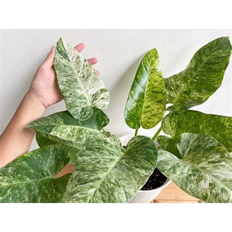 植管局｜ 大理石蔓綠絨 美斑🧡philodendron Giganteum Variegated 蝦皮購物