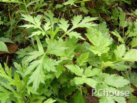 艾草图片 艾草的功效与作用 家居百科 太平洋家居网