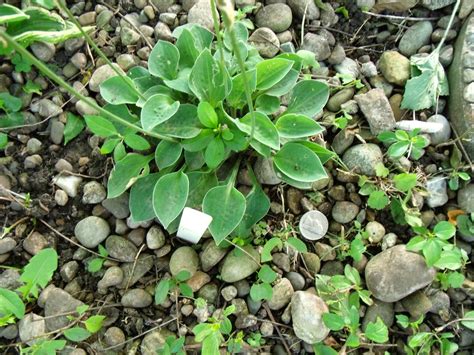 Gear Acres At Top Of The Hill Miniature Hostas