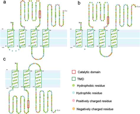 Predicted Membrane Topology Of Htpx Like Proteins The Predicted