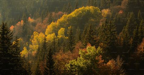 녹색과 노란색 나무가 많이 우거진 숲 사진 Unsplash의 가을 이미지