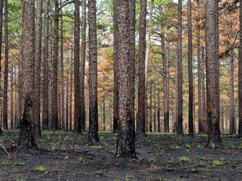 Longleaf Pine Ecosystems Sandhills Ecological Institute