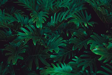 Dark Dense Jungle Royalty Free Images Stock Photos Pictures