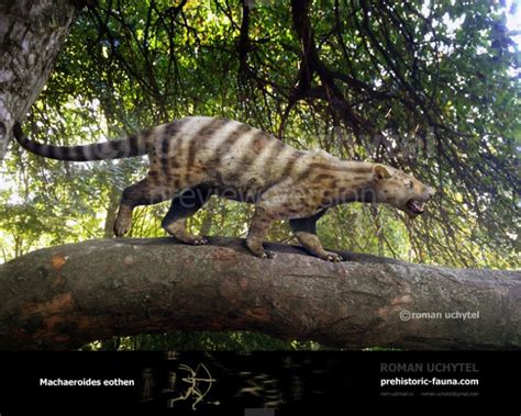 Machaeroides Dinopedia Fandom