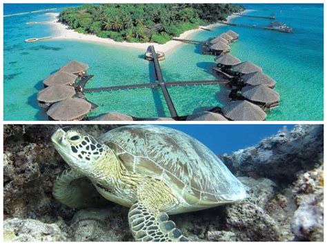 Melihat Keindahan Pulau Maratua Surga Kecil Di Kalimantan Timur Yang Punya Keindahan Memukau
