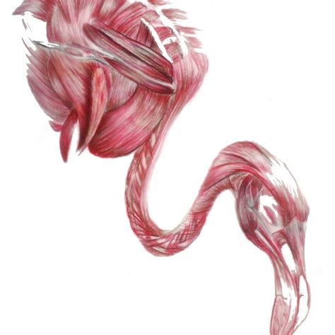 Chilean Flamingo Musculature Colored Pencil Roseate Spoonbill