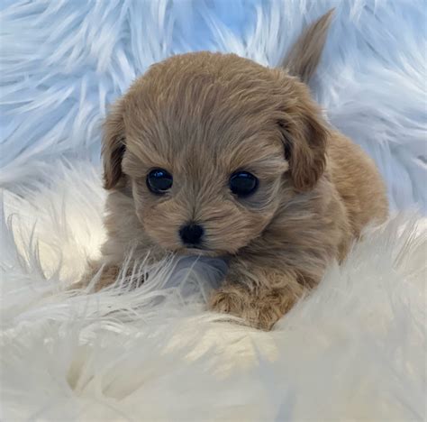 강아지분양 무료분양 책임분양 Daum 카페