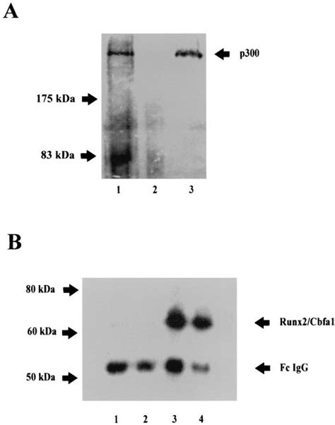 runx2 cbfa1 and p300 are components of the same nuclear protein