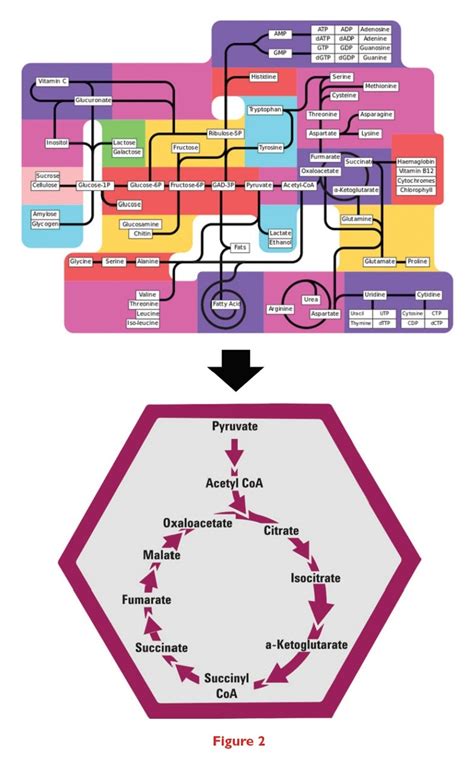 Metabolomics A Playbook For Functional Genomics Drug Discovery World DDW