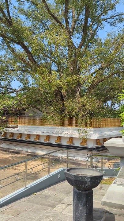 පිංබර ශ්‍රී ලංකා 🇱🇰🙏youtubeshorts Buddist Memories Visitsrilanka