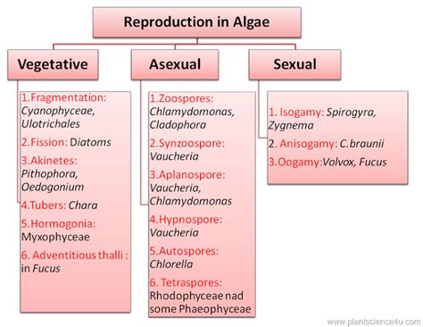 Plant Sciences Reproduction In Algae Algae Study Flashcards