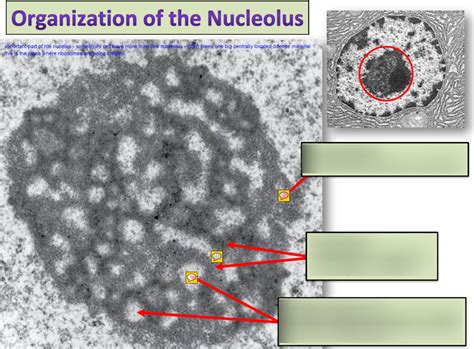Nucleus And Nucleolus Lecture 3 Pt 1 Diagram Quizlet