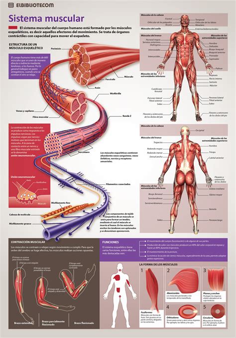 Para Ver La Infografía En Tamaño Completo Haga Click Derecho Ver Imagen Anatomia Humana