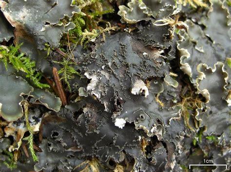 Ways Of Enlichenment Lichens Of North America