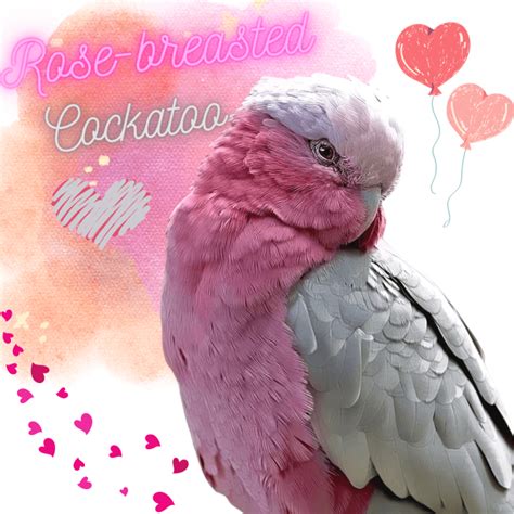 Rose Breasted Cockatoo Galah Personality Habitat Sounds And Colors