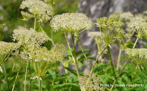 Wild Celery Medicinal Plants Medicinal Plants