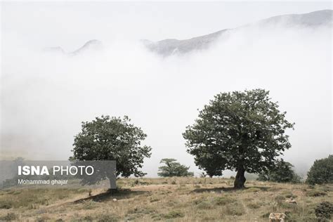 ارتفاعات جنگلی اولنگ در شهرستان رامیان