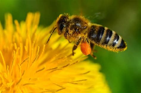 Abeilles Archives TRIGOBERT NET