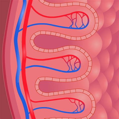 חומרים ואנרגיה בתאי הגוף