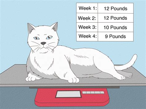 How To Determine If Your Cat Is Overweight Simple Tests