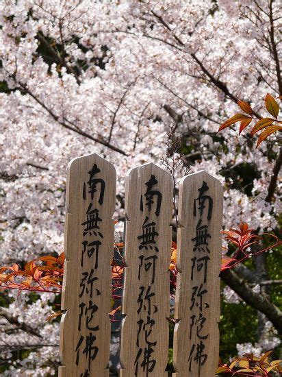 31 20 金戒光明寺桜と卒塔婆 百寺百景ギャラリー 卒塔婆 光明寺 いい写真