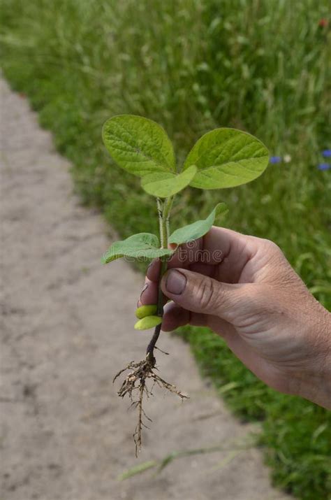 Close Up Of Worker`s Hand Holding Young Seedling In Soybean Field Stock