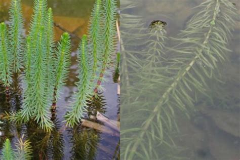Hippuris Vulgaris