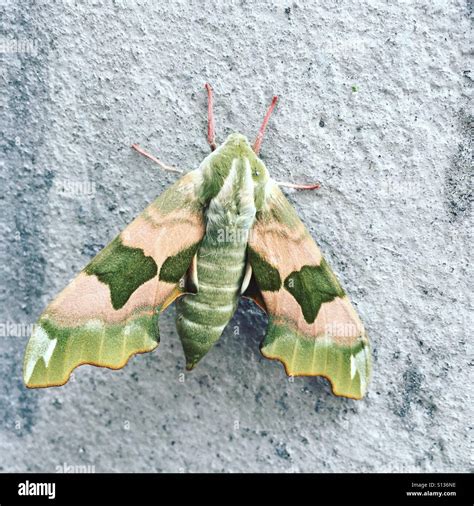 Green Moth Images Green Caterpillar Types 17 Different Species With