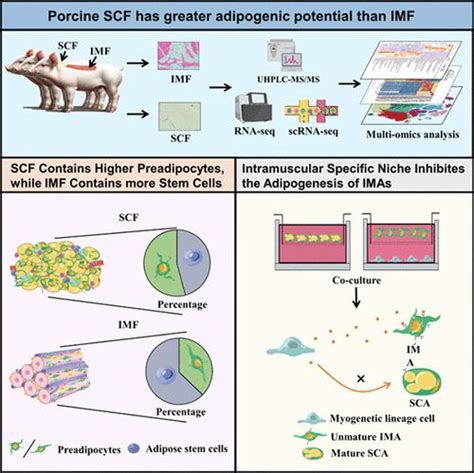 脂肪细胞祖细胞池组成和细胞生态位影响猪皮下和肌内脂肪的脂肪生成差异journal Of Agricultural And Food Chemistry X Mol