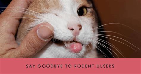Causes And Treatment Of Rodent Ulcers In Cats Via Beaconpe Flickr