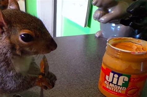This Squirrel Has Declared Peanut Butter Officially Over
