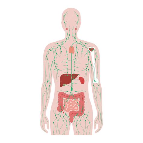 Premium Vector Lymphatic And Immune System Concept Thymus Liver Appendix And Tonsil In Man