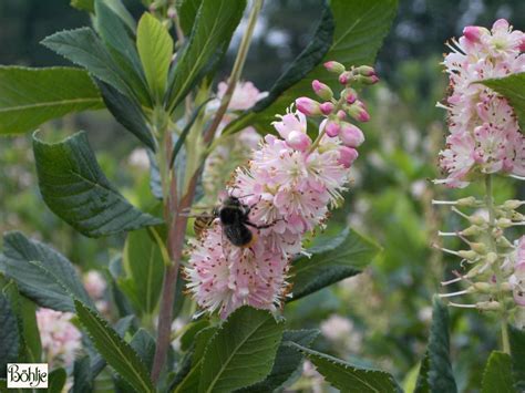 Clethra alnifolia 'Ruby Spice' - Böhlje Pflanzenhandel GmbH